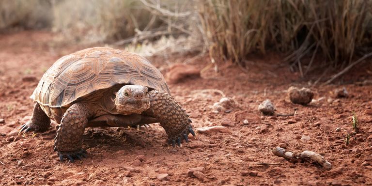 Lower Colorado River Basin “field of dreams” welcomes (back) new ...
