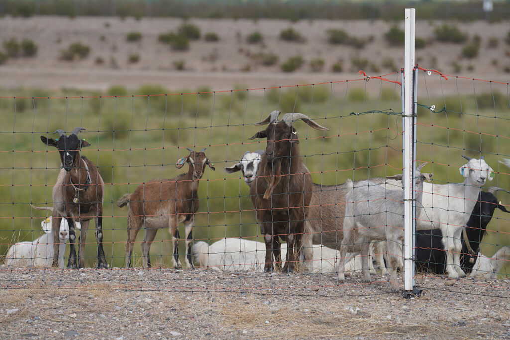 You have goat to be kidding me! - Central Arizona Project