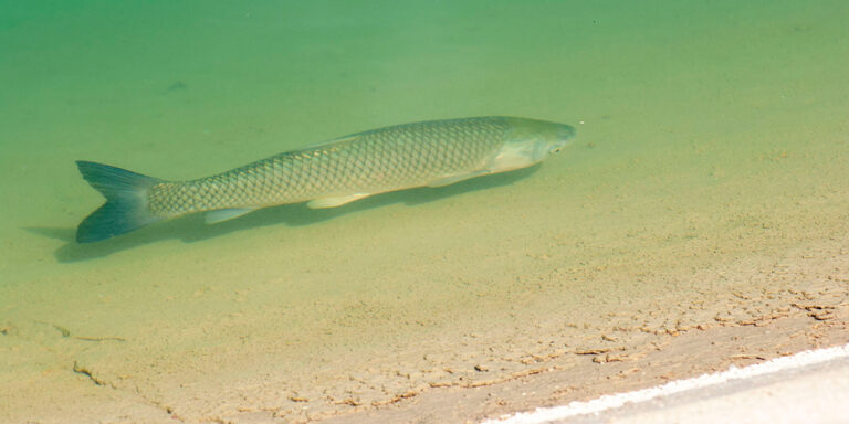 Is the CAP canal open to fishing? - Central Arizona Project