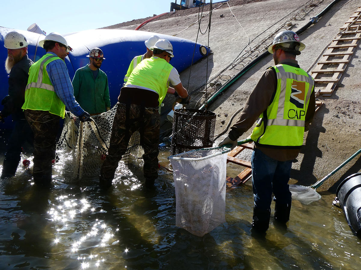 Fish rescue! - Central Arizona Project